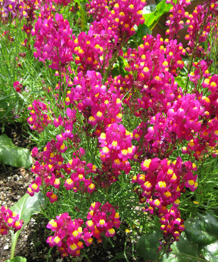Cool-Season Annuals for the Midwest - Fine Gardening