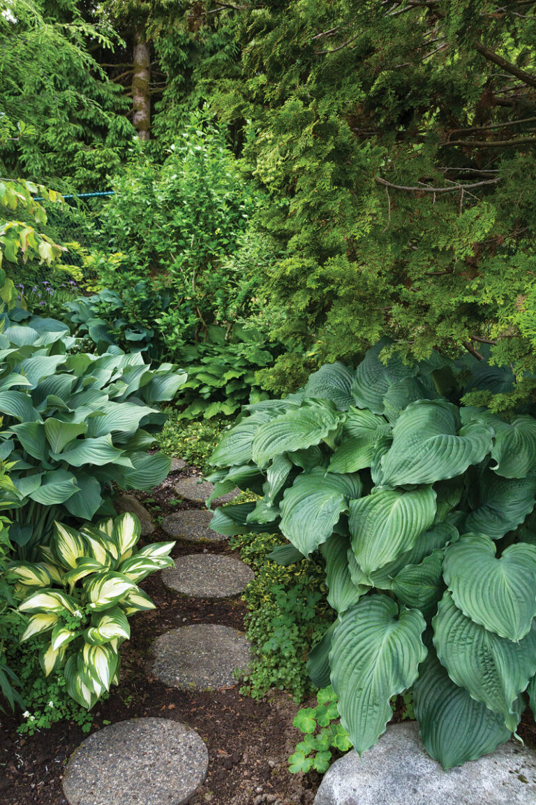 How to Use Hostas in a Garden Design - Fine Gardening