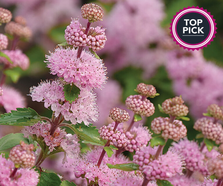 Best New Plants: Trees and Shrubs - Fine Gardening