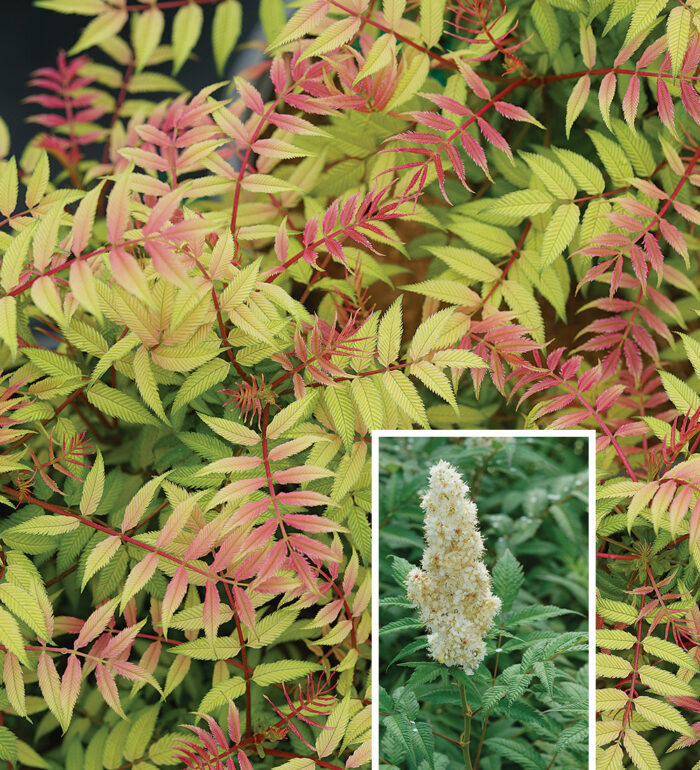 Best New Plants: Trees and Shrubs - Fine Gardening