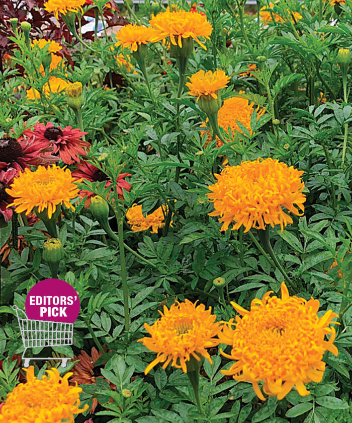 Best New Plants: Annuals - Fine Gardening