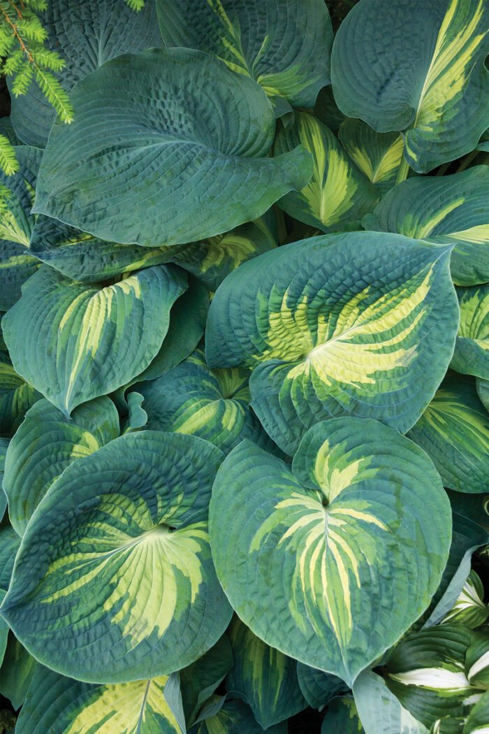Favorite Hostas - Fine Gardening