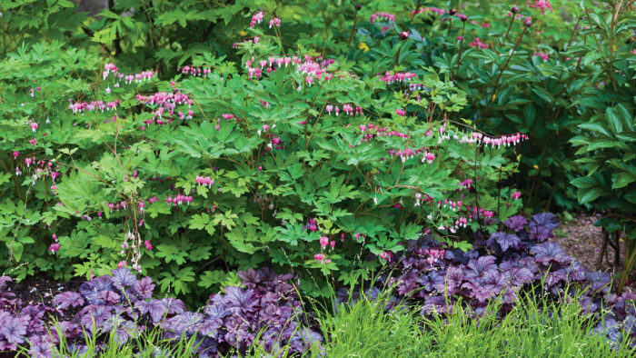 Bleeding Hearts for Everyone - Fine Gardening