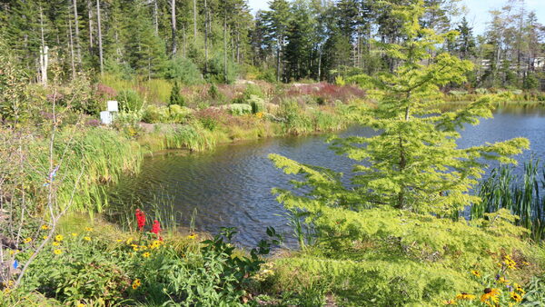 ‘Prairie Fire’ red switchgrass - FineGardening