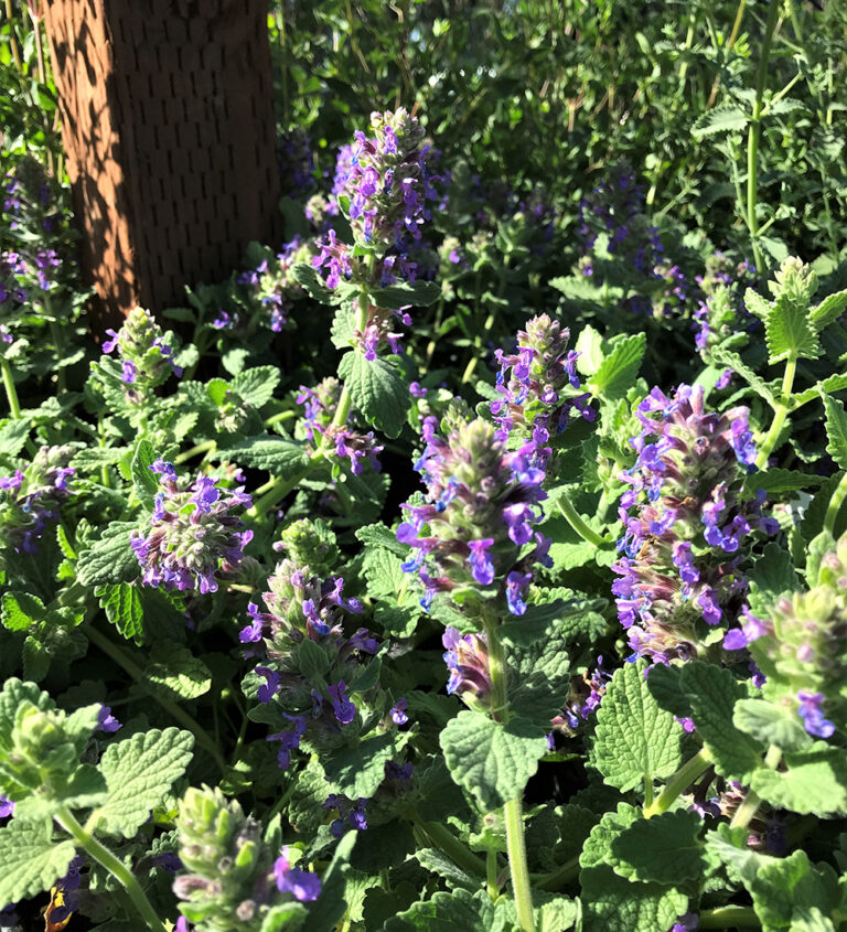 Perfect Plants for a Heavenly Hellstrip in Northern California - Fine ...