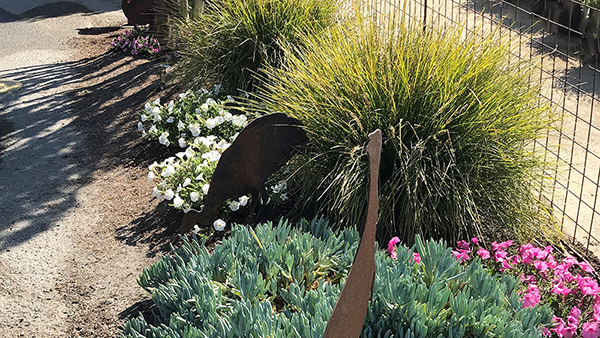 Setcreasea pallida 'Purple Heart' - FineGardening