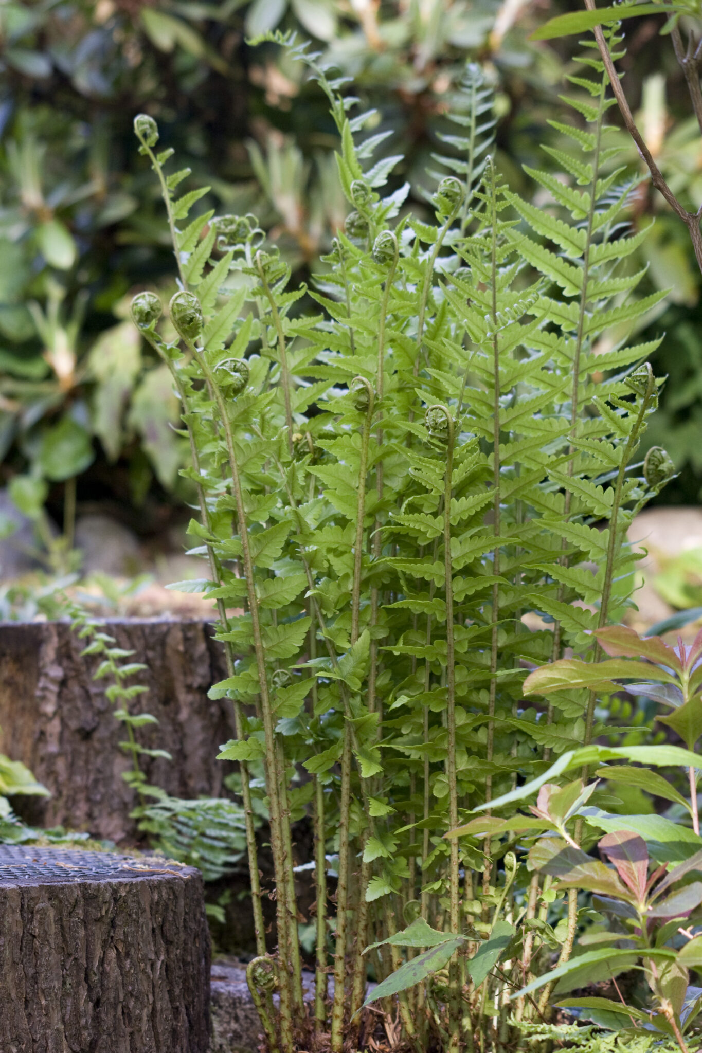 Episode 107: Skinny Plants - Fine Gardening