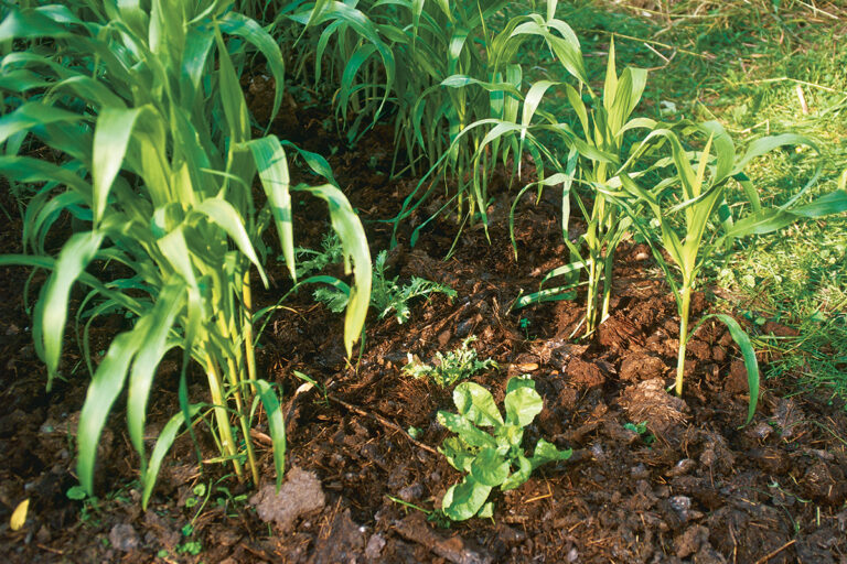 Growing Corn in a Small Space - Fine Gardening