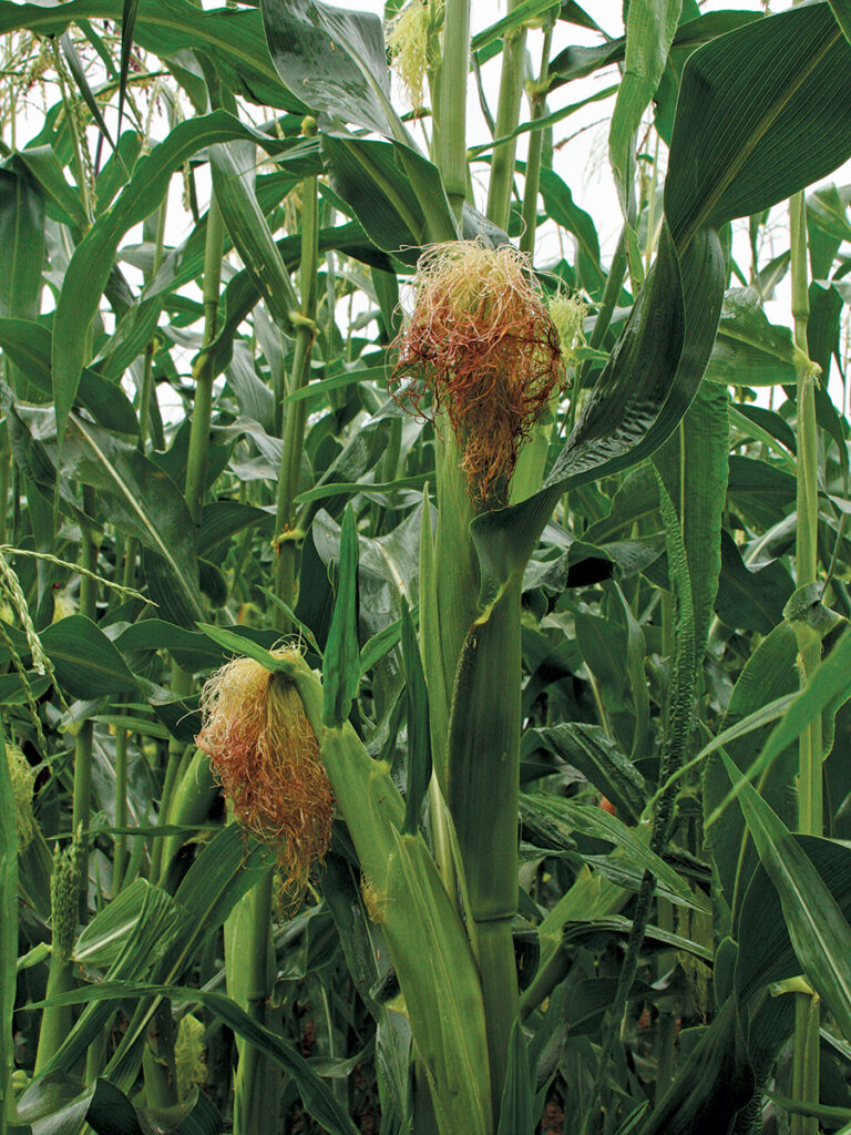 Growing Corn in a Small Space - Fine Gardening