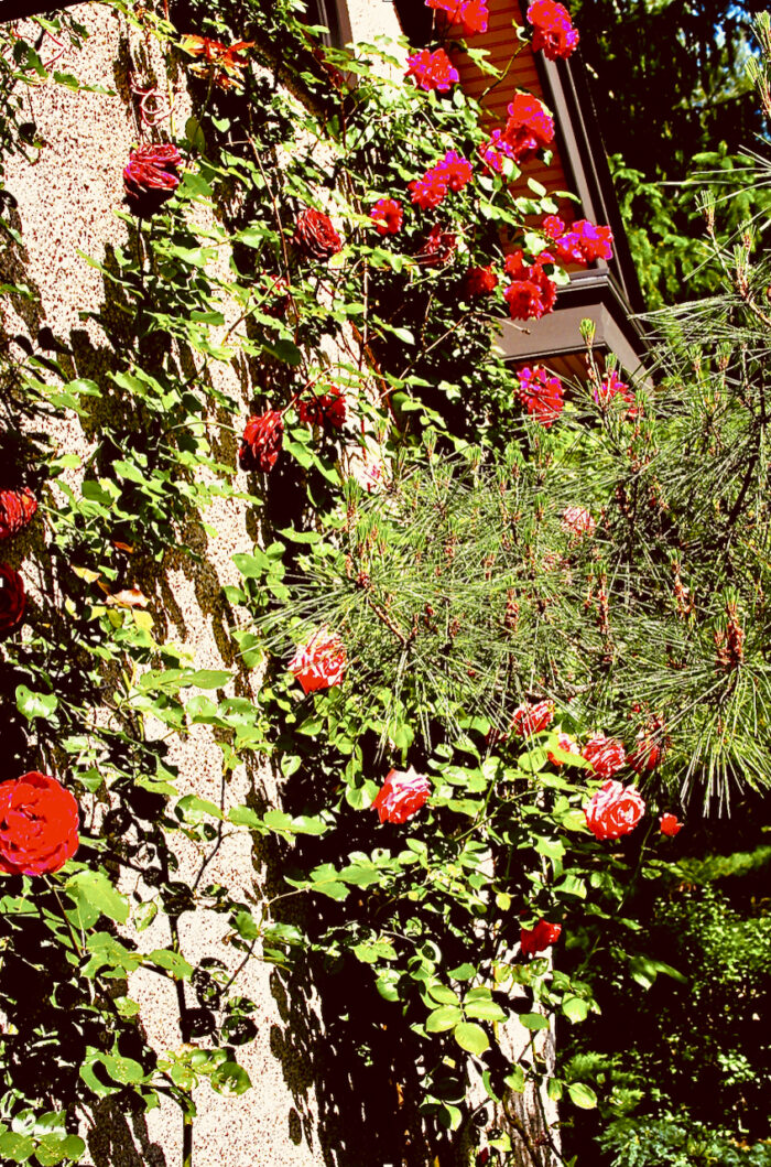 La belleza del jardín rural de Alan – Jardinería fina – Mis Plantas