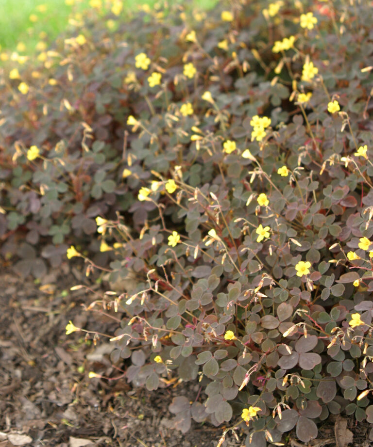 What is a Shamrock and How do You Grow Them? - Fine Gardening
