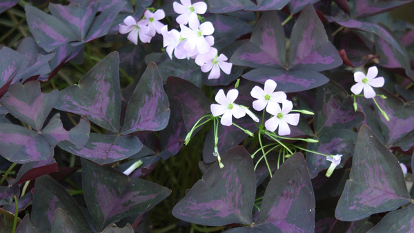 The History of the Shamrock - FineGardening