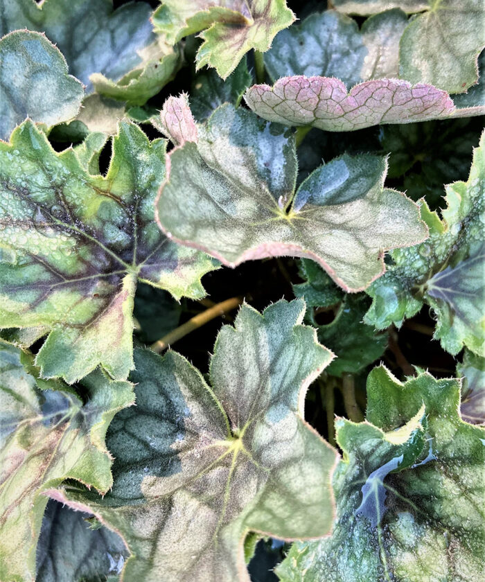 The Best Heucheras for Northern California - Fine Gardening