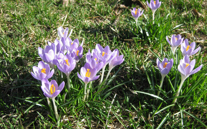 Grow a Beautiful Spring Bulb Lawn - Fine Gardening
