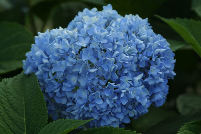 Mastering the Art of Pruning Hydrangeas in the Southeast - Fine Gardening