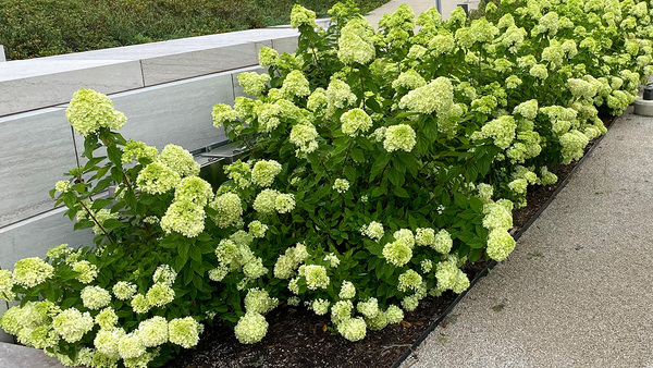 Variegated bigleaf hydrangea - FineGardening