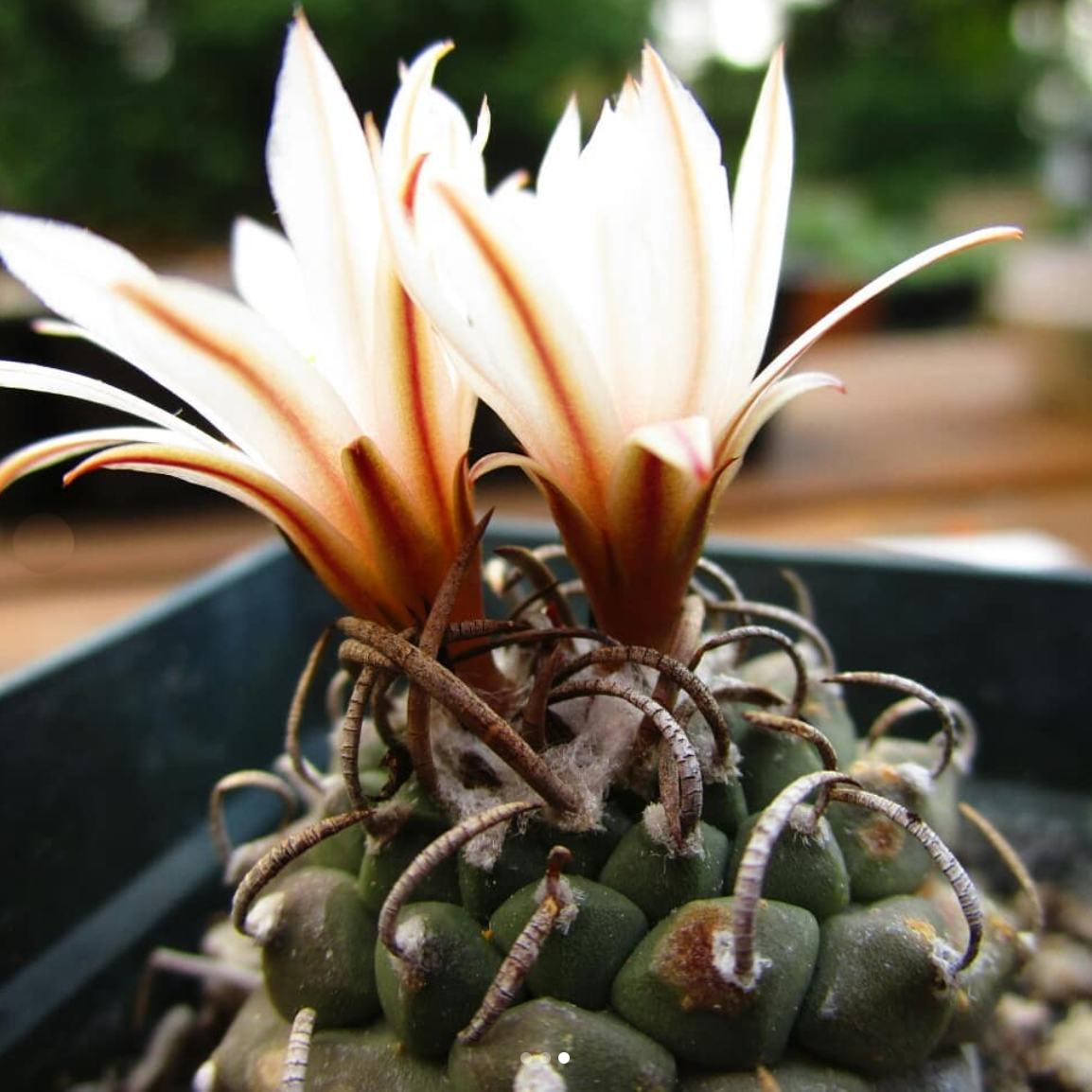 Beautiful Plants in Alberta - Fine Gardening