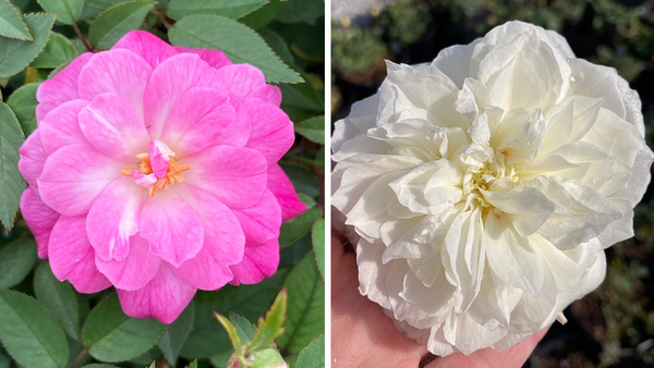 ‘Prairie Fire’ red switchgrass - FineGardening