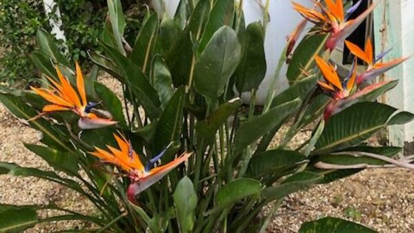 ‘Prairie Fire’ red switchgrass - FineGardening