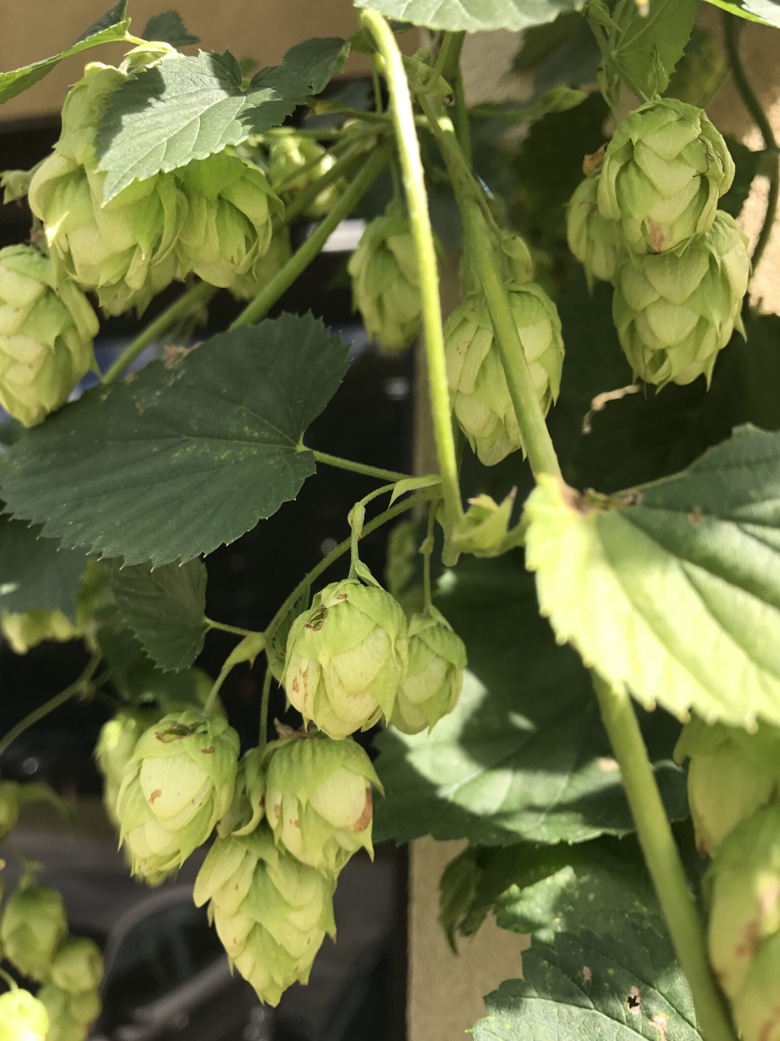 Episode 109: Shopping List Plants - Fine Gardening