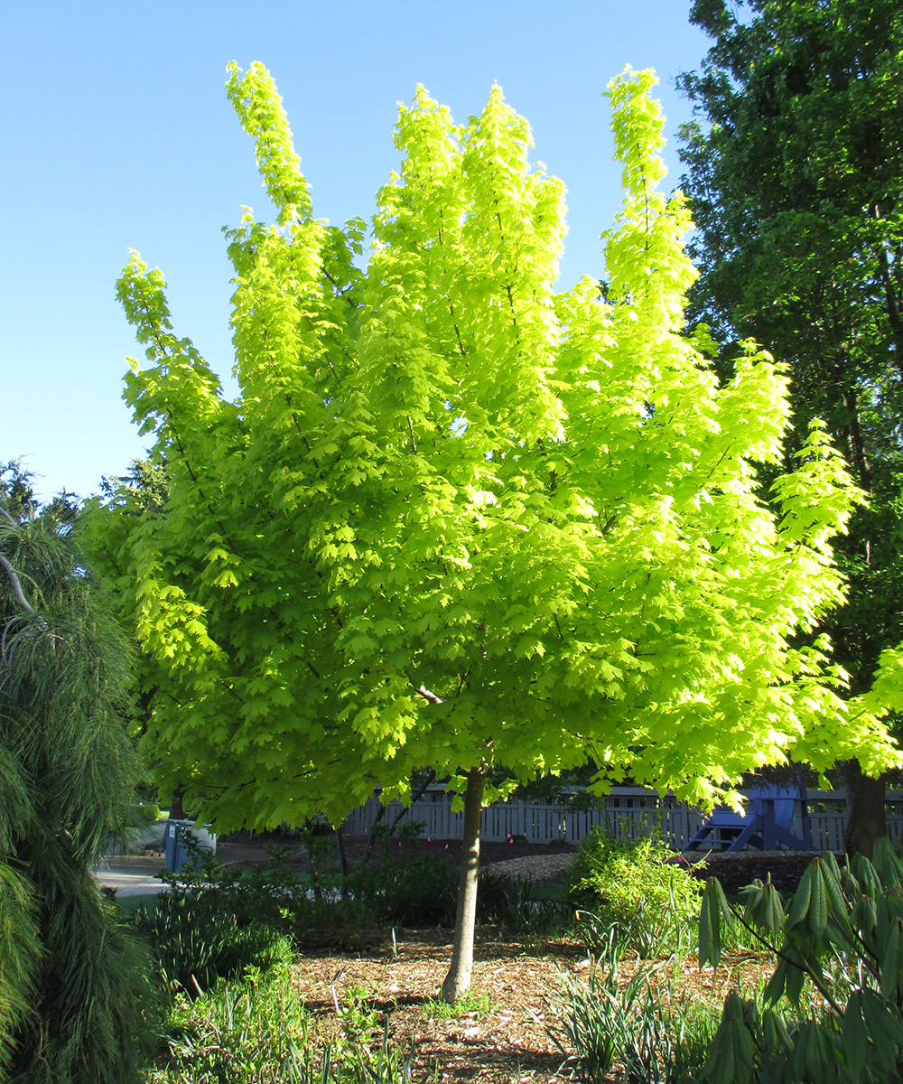 Yellow, Chartreuse, and Golden Shrubs and Trees for Big Garden Impact ...