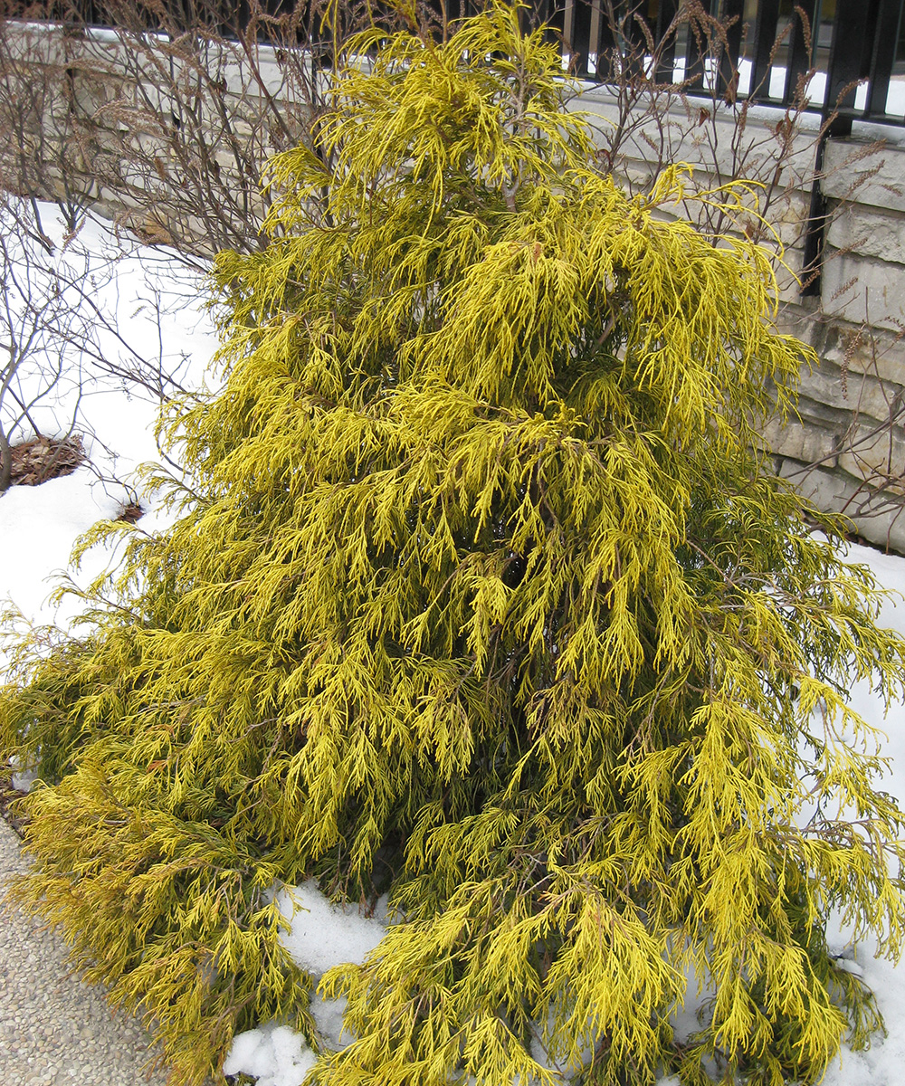 Yellow, Chartreuse, and Golden Shrubs and Trees for Big Garden Impact ...