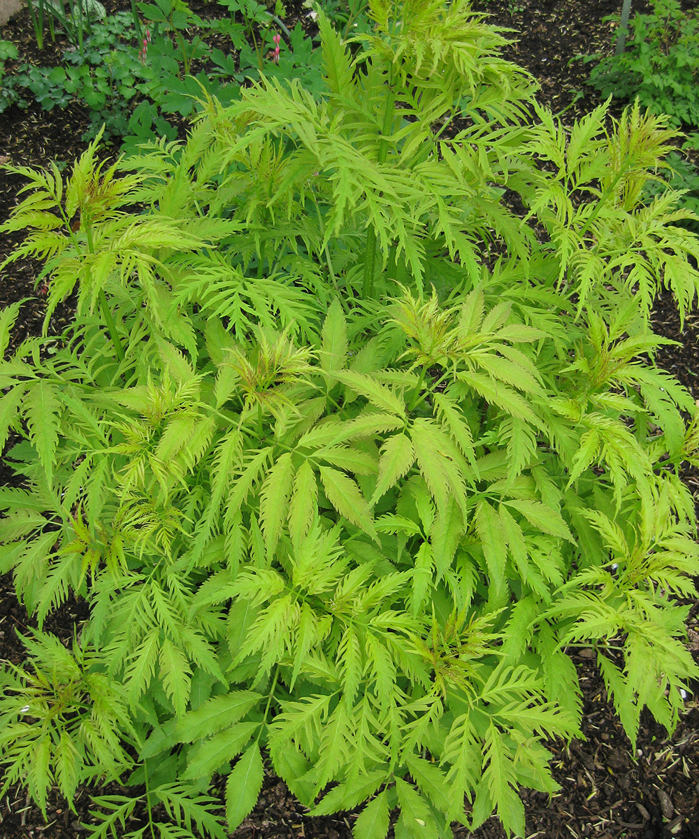 Yellow, Chartreuse, and Golden Shrubs and Trees for Big Garden Impact ...