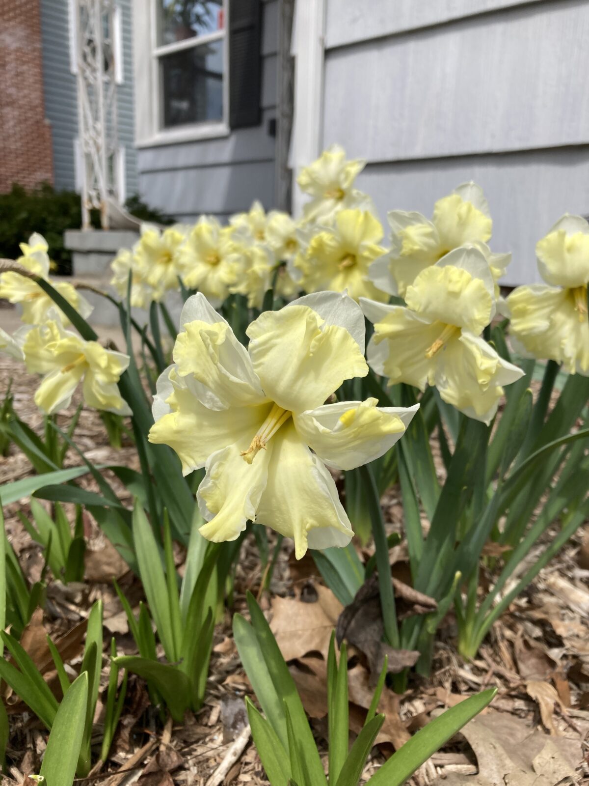 Spring in Northern Indiana - Fine Gardening