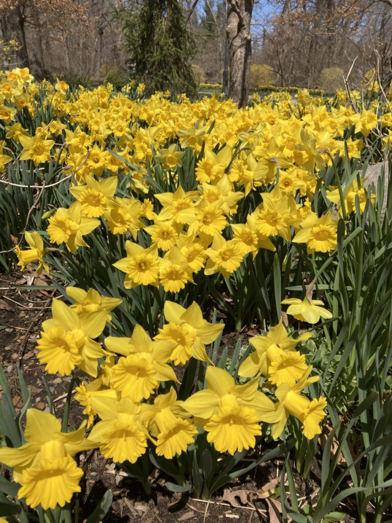 Spring in Northern Indiana - Fine Gardening