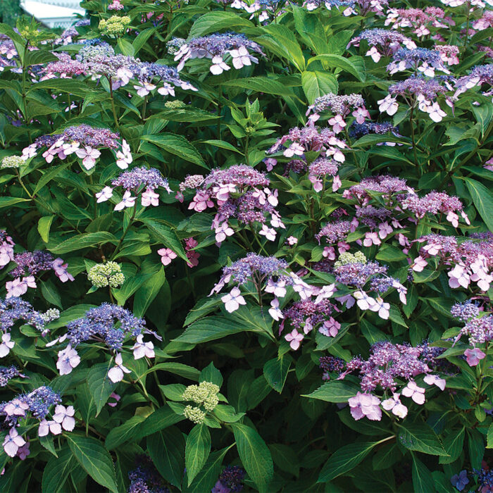 Growing Mountain Hydrangeas: The Tougher Hydrangea - Fine Gardening