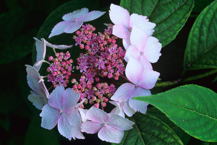 Growing Mountain Hydrangeas: The Tougher Hydrangea - Fine Gardening