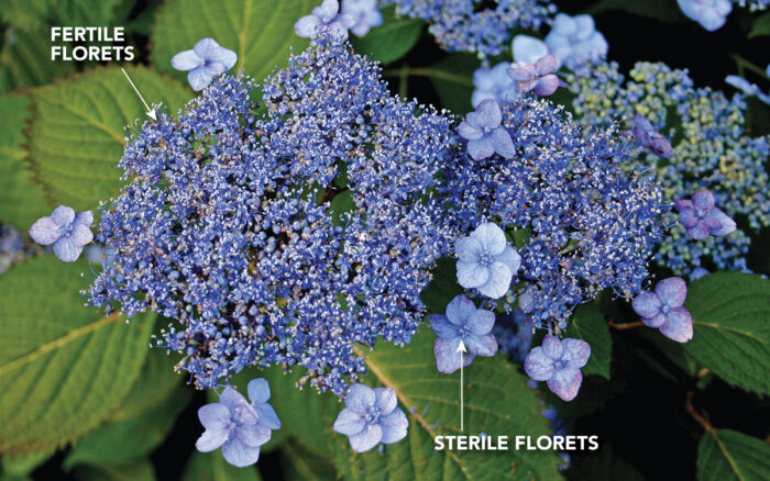 Growing Mountain Hydrangeas: The Tougher Hydrangea - Fine Gardening