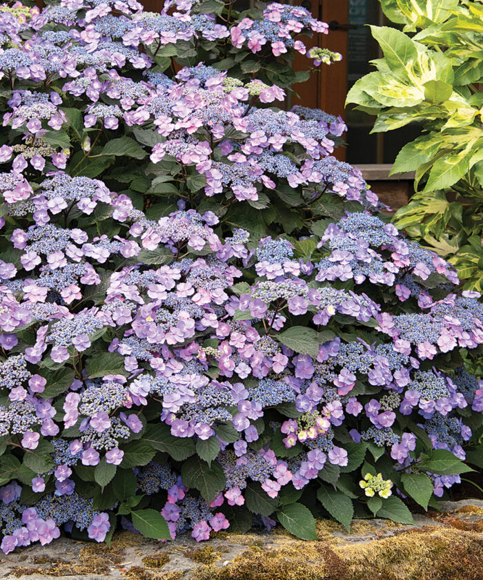 Growing Mountain Hydrangeas: The Tougher Hydrangea - Fine Gardening