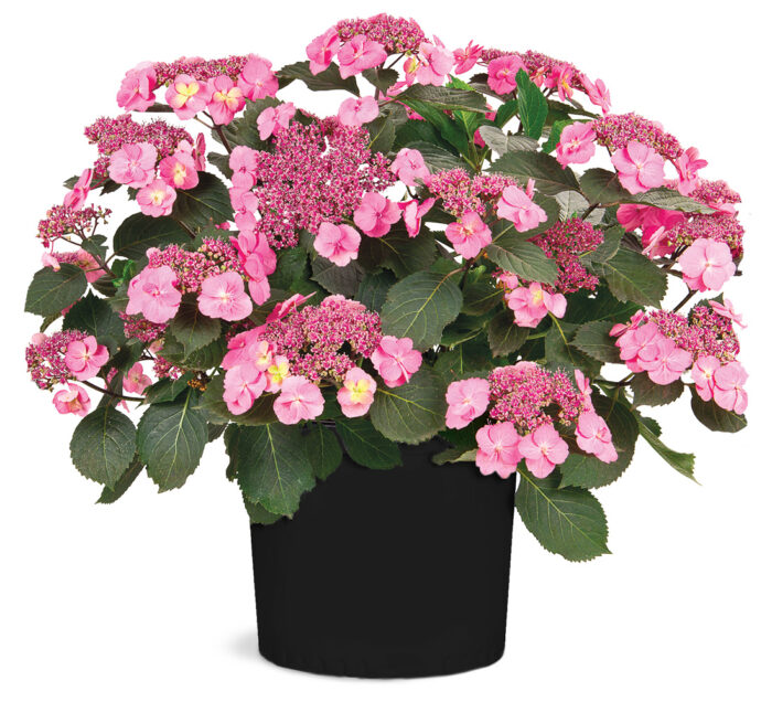 How to Change Hydrangea Color: pH Isn’t the Only Factor - Fine Gardening