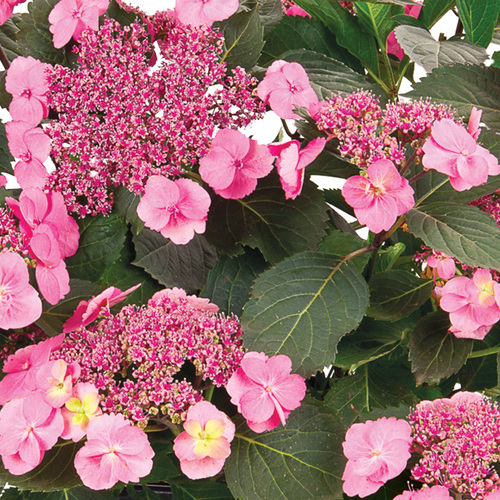 How to Change Hydrangea Color: pH Isn’t the Only Factor - Fine Gardening