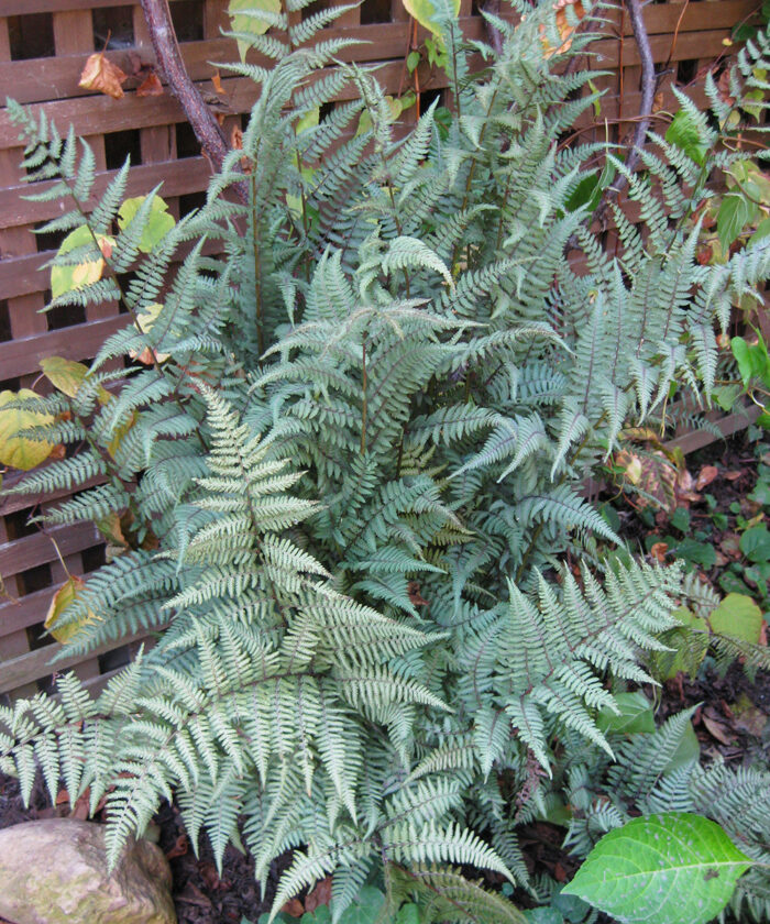 How to Grow ‘Ghost’ Lady Fern - Fine Gardening