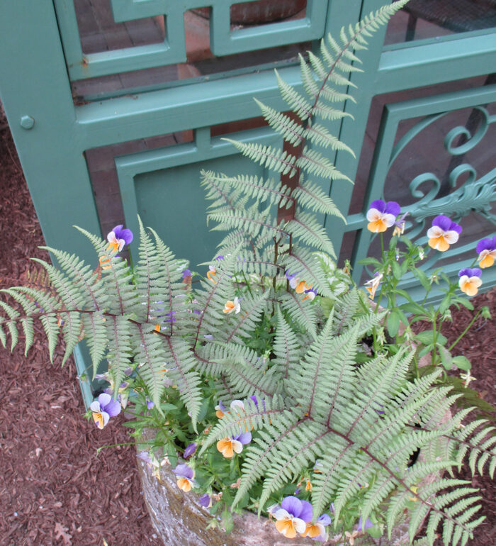 How to Grow ‘Ghost’ Lady Fern - Fine Gardening