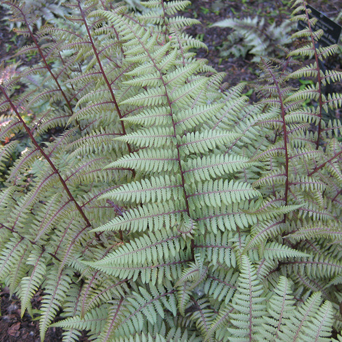 How to Grow ‘Ghost’ Lady Fern - Fine Gardening
