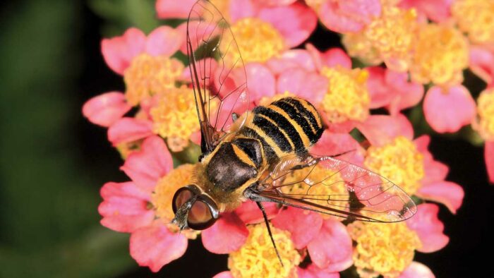 8 Types of Pollinators That Visit the Garden - Fine Gardening