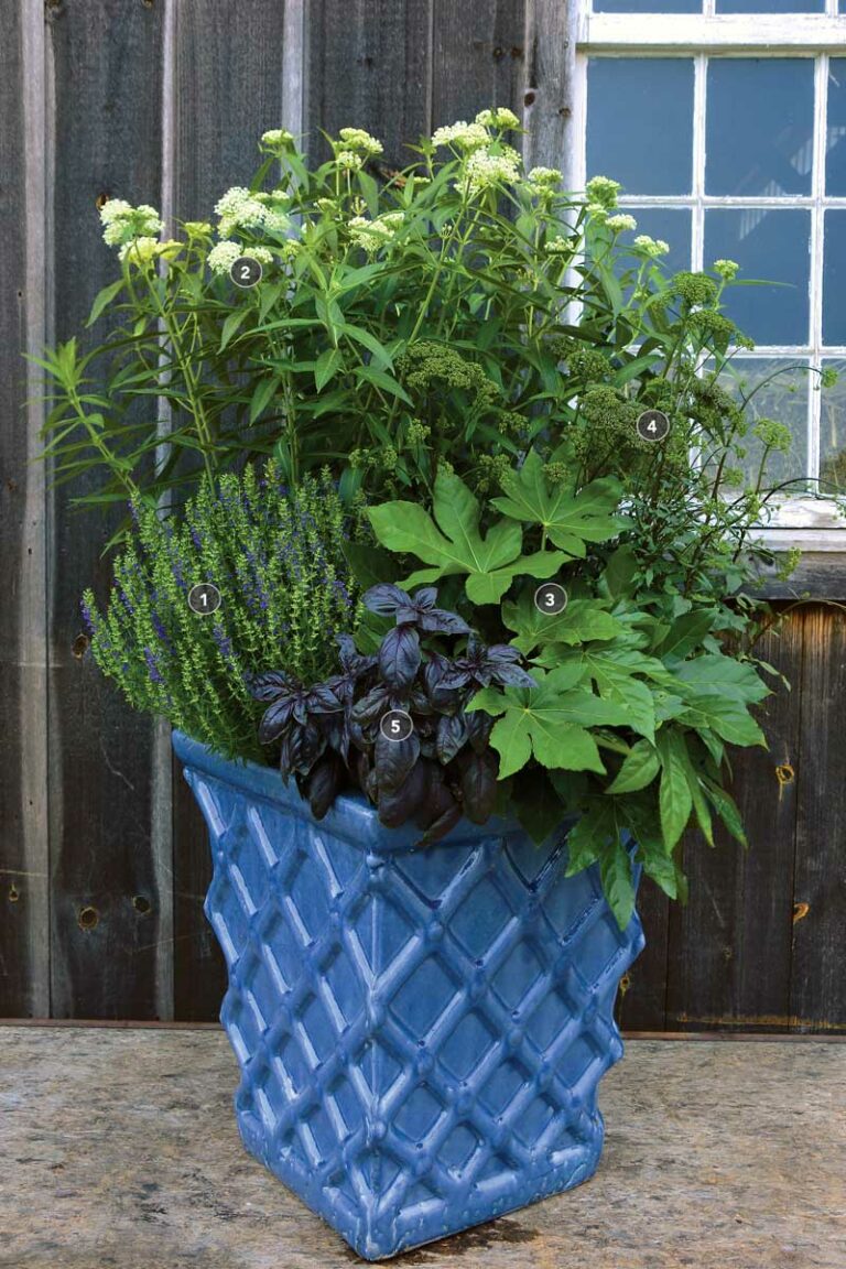 6 Beautiful Pollinator Container-Garden Designs - Fine Gardening