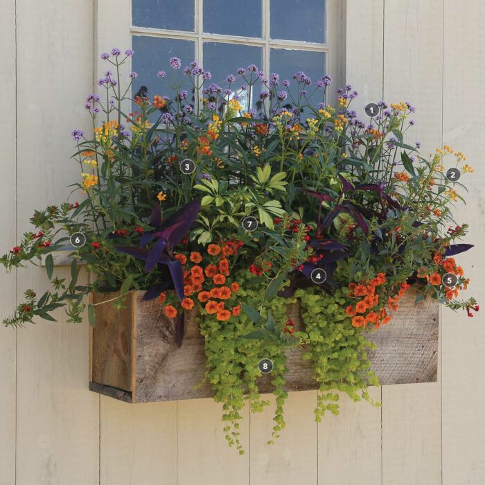 6 Beautiful Pollinator Container-Garden Designs - Fine Gardening