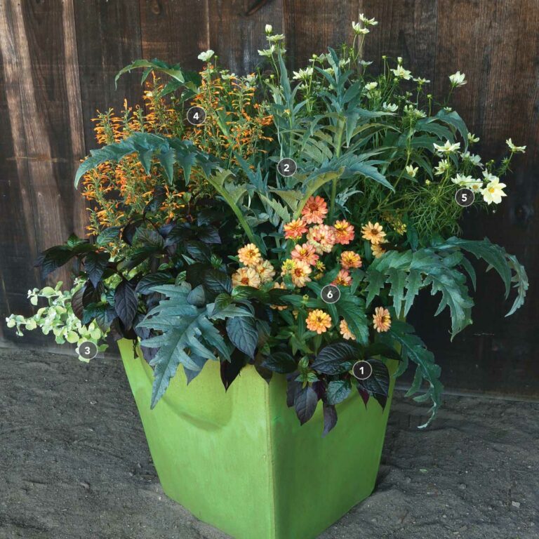6 Beautiful Pollinator Container-Garden Designs - Fine Gardening