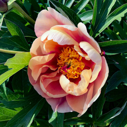 Luscious Peony Varieties for the Pacific Northwest - Fine Gardening