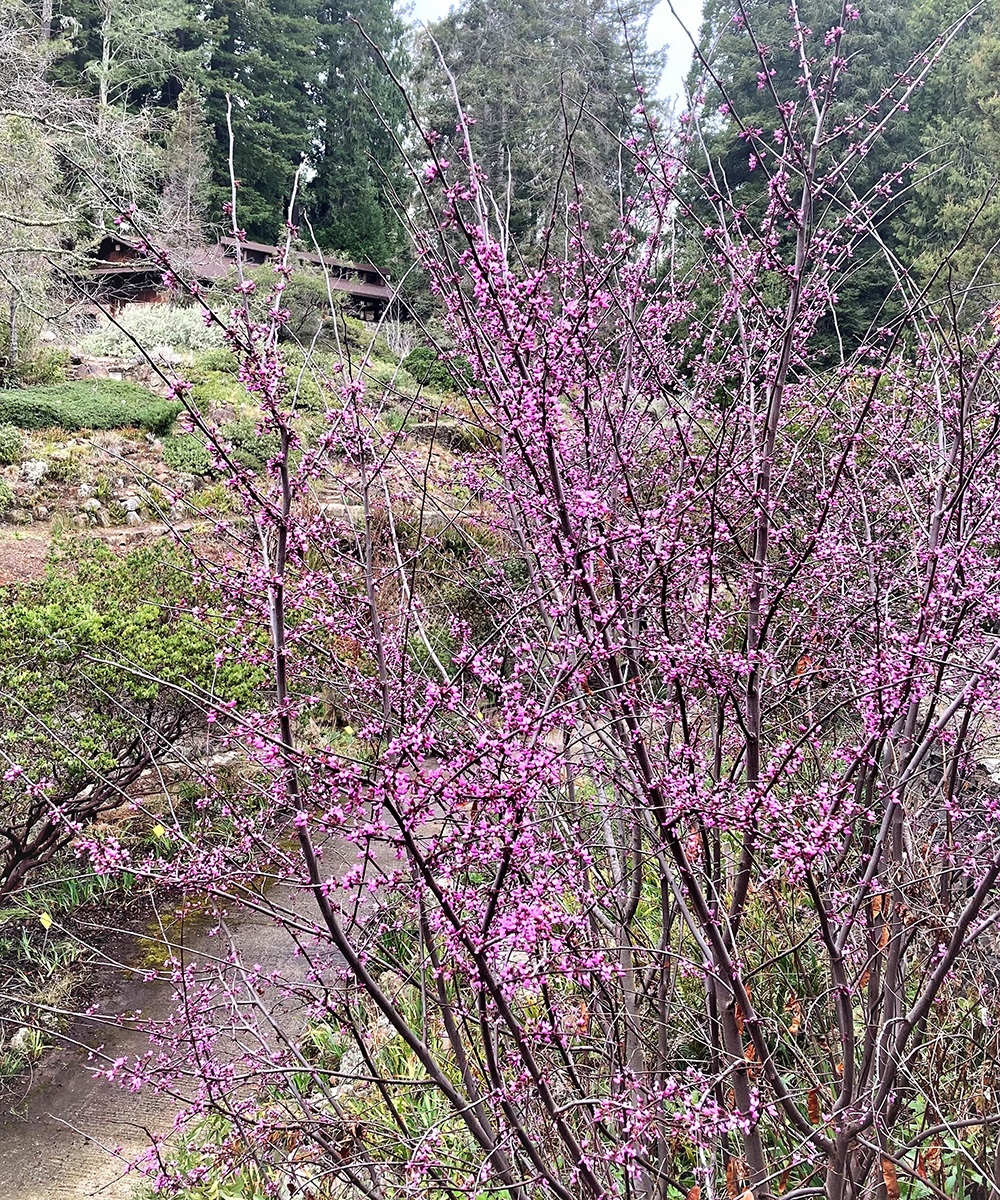 Take a Tour of a Botanical Garden Filled With California Native Plants ...