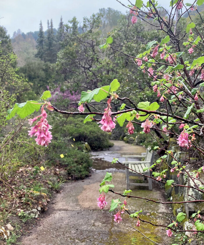 Take a Tour of a Botanical Garden Filled With California Native Plants ...