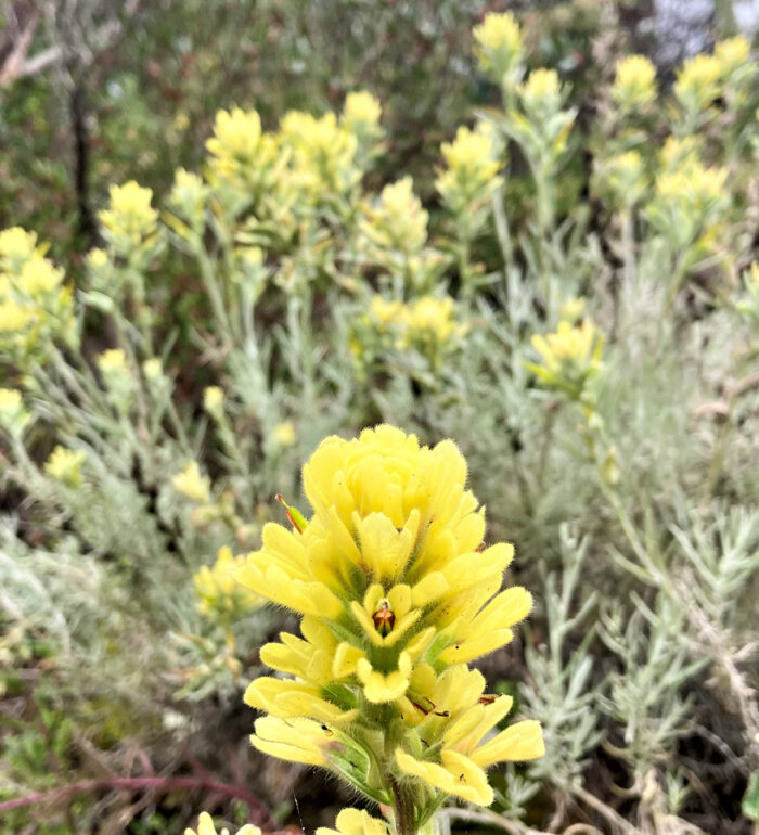 Take a Tour of a Botanical Garden Filled With California Native Plants ...
