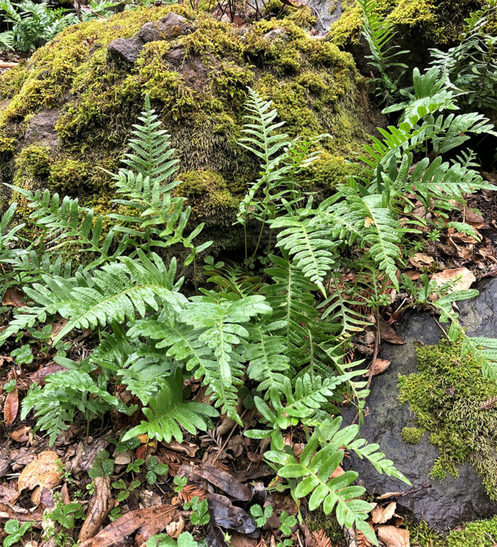 Take a Tour of a Botanical Garden Filled With California Native Plants ...