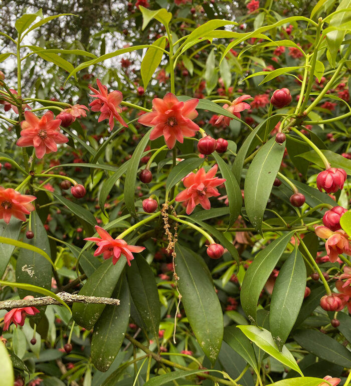 Plants That Bloom in Late Spring for the Southeast - Fine Gardening