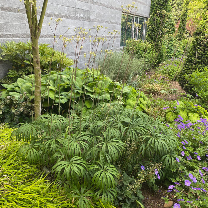 Plants That Bloom in Late Spring for the Southeast - Fine Gardening