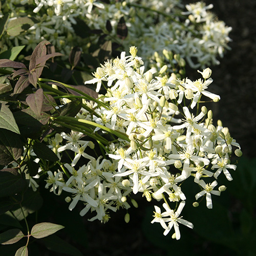 Plants That Bloom in Late Spring for the Southeast - Fine Gardening